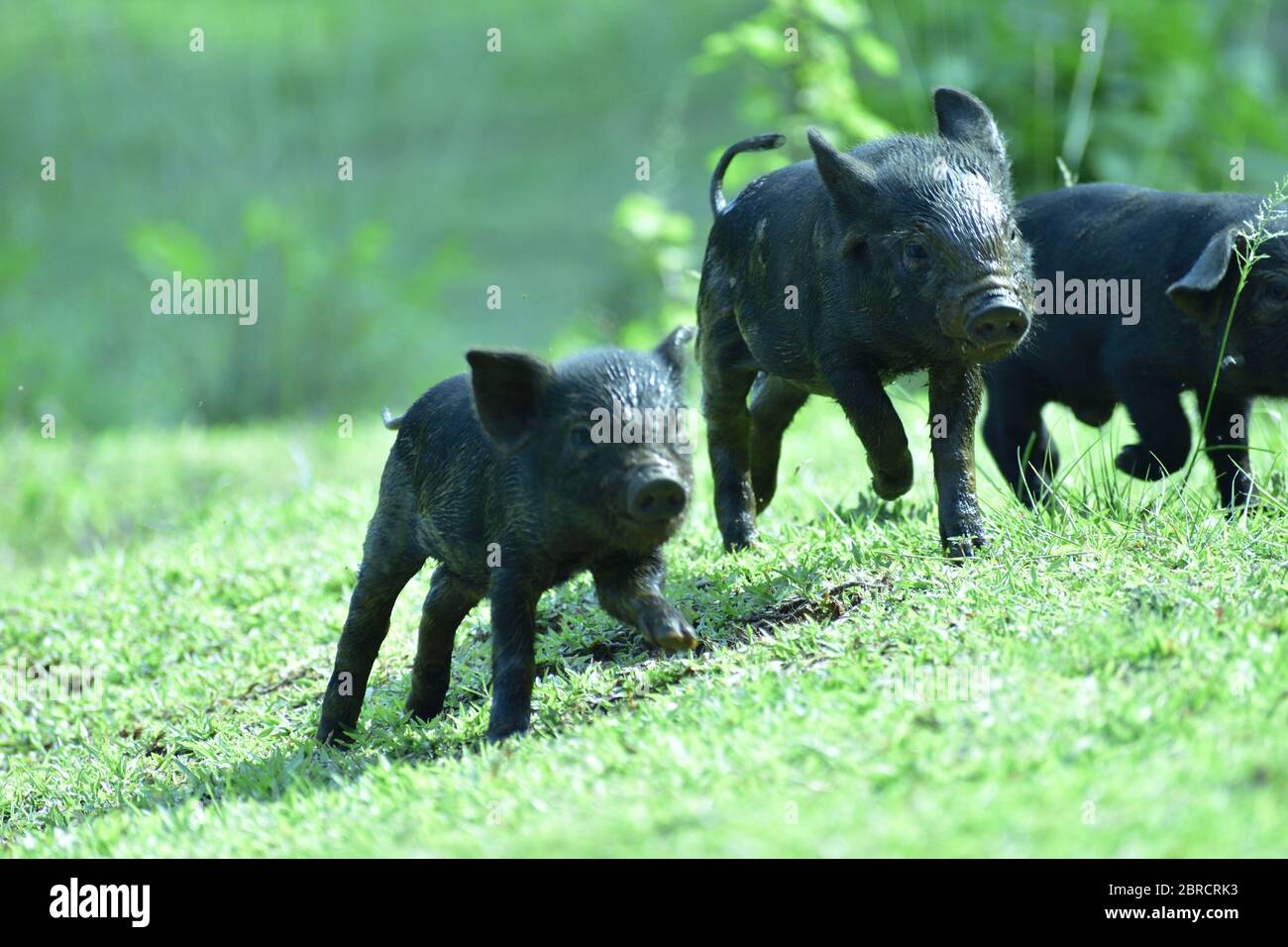 little pig running group Stock Photo - Alamy