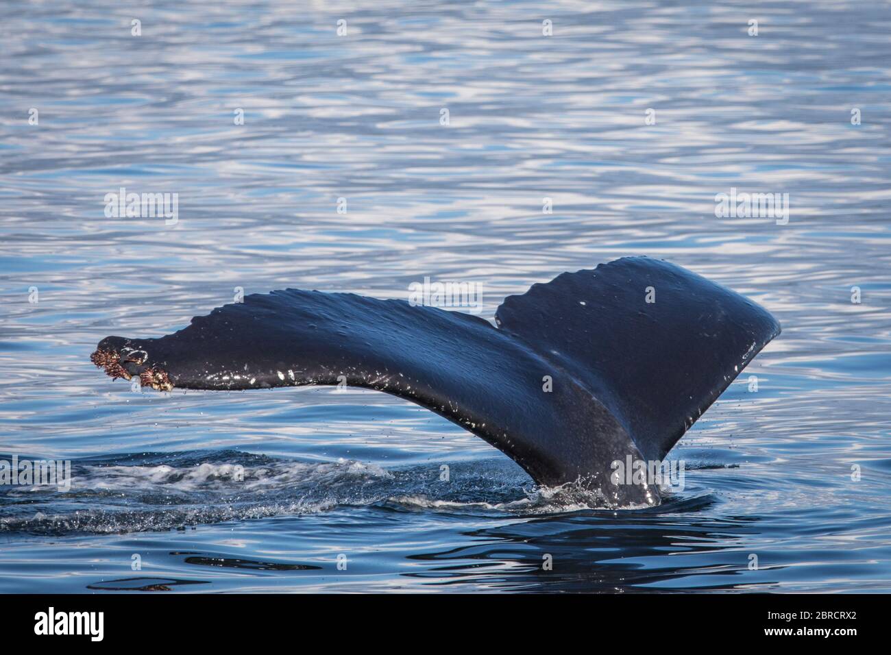 Inside of blue whale hi-res stock photography and images - Alamy
