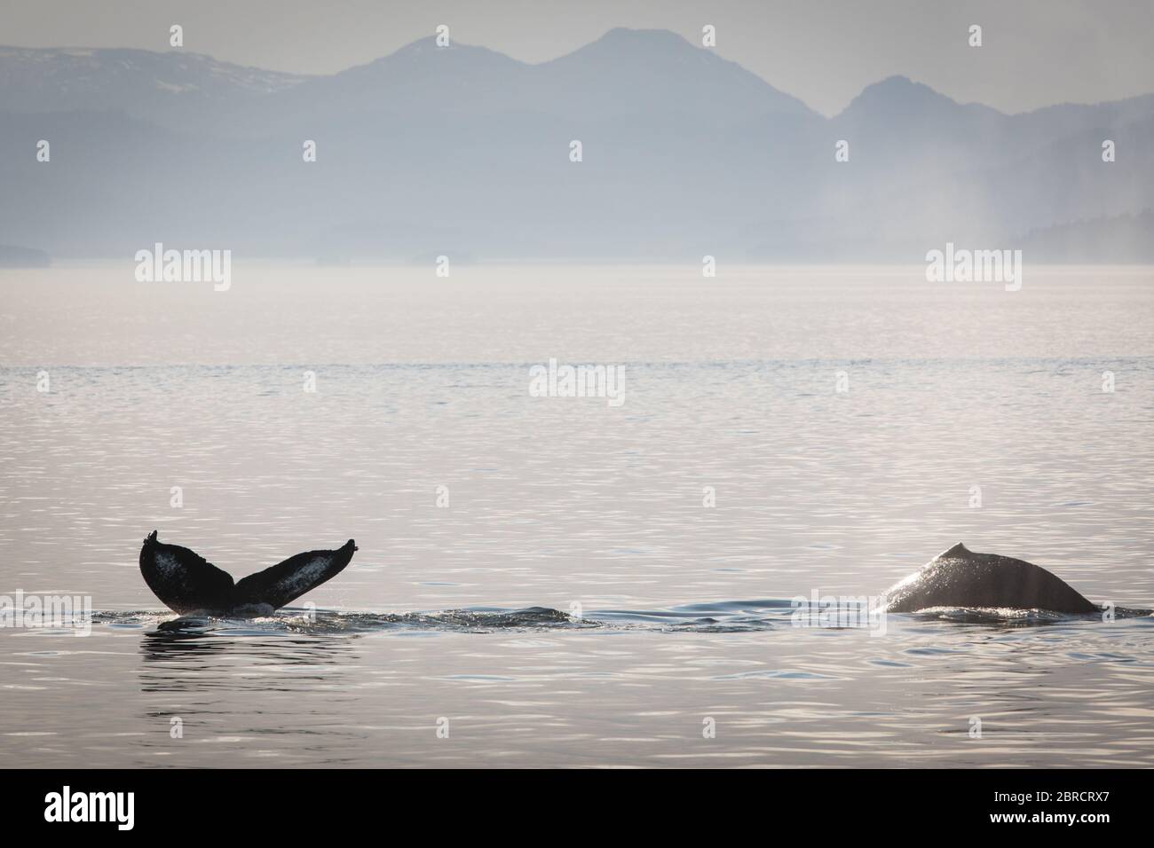 Frederick Sound in the Inside Passage is a popular spot to watch ...