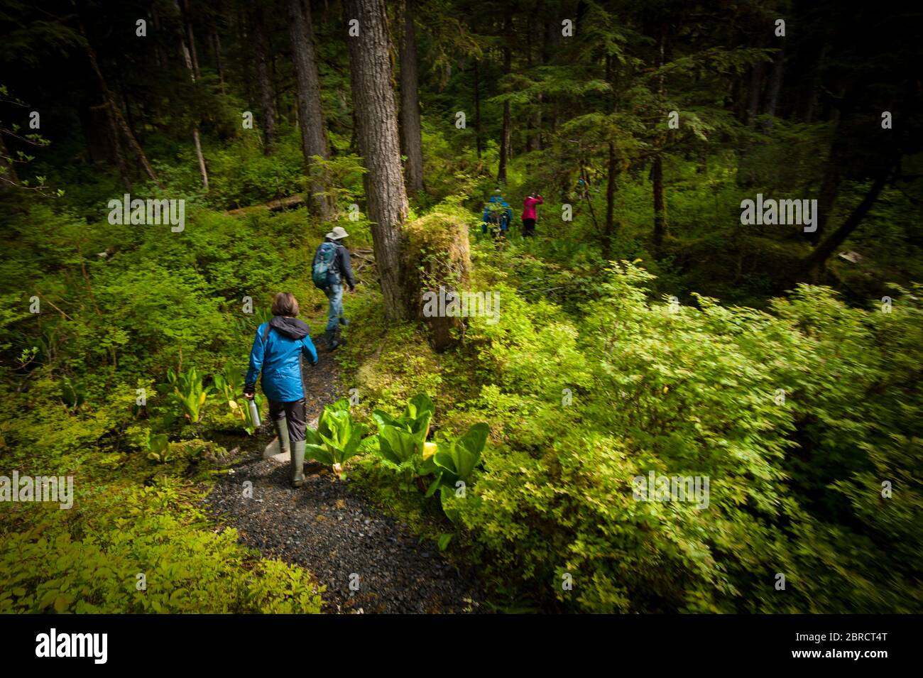 Cascade Trail, Thomas Bay, Southeast Alaska, USA, is a remote Tongass ...