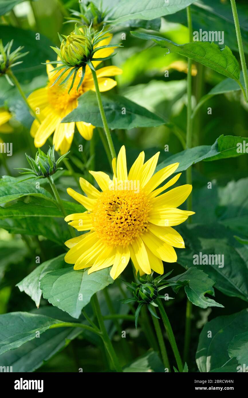 Bright yellow flowers of Helianthus Capenoch Star. Sunflower Capenoch ...