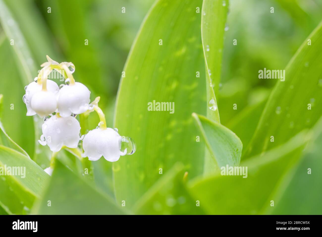 Close up plant flower convallaria hi-res stock photography and images ...