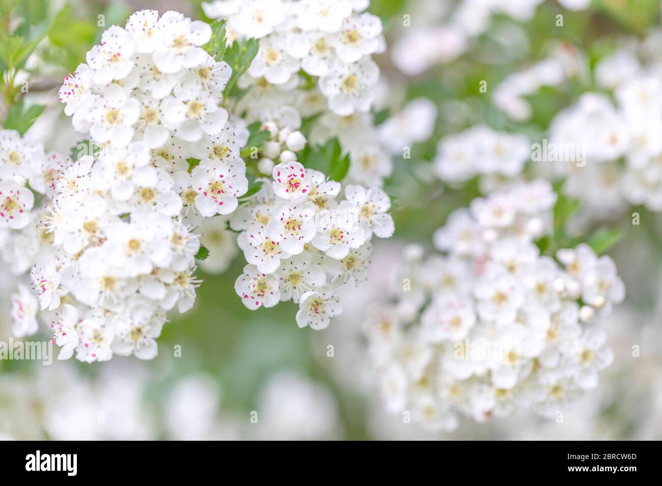 Midland hawthorn (Crataegus laevigata), white flowering tree in ...