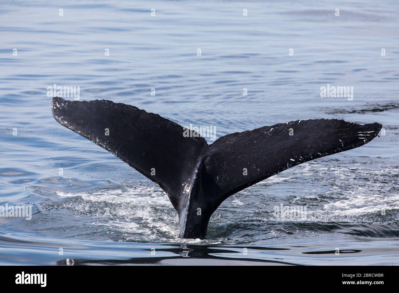 Frederick Sound in the Inside Passage is a popular spot to watch ...
