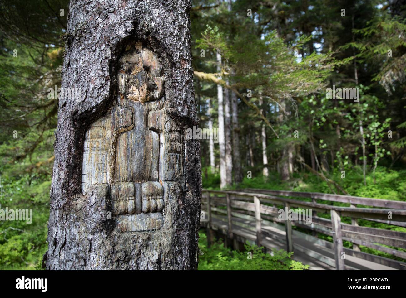 Glacier Bay National Park, Alaska, USA home to scenic forest with ...