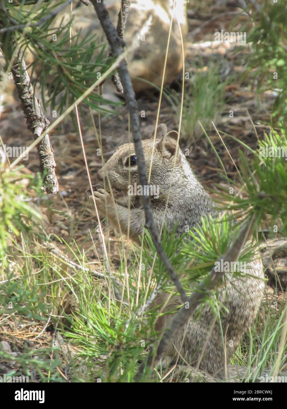 squirrel in a forest Stock Photo - Alamy