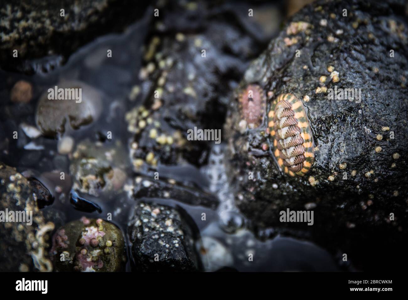 Chiton, nature hi-res stock photography and images - Alamy