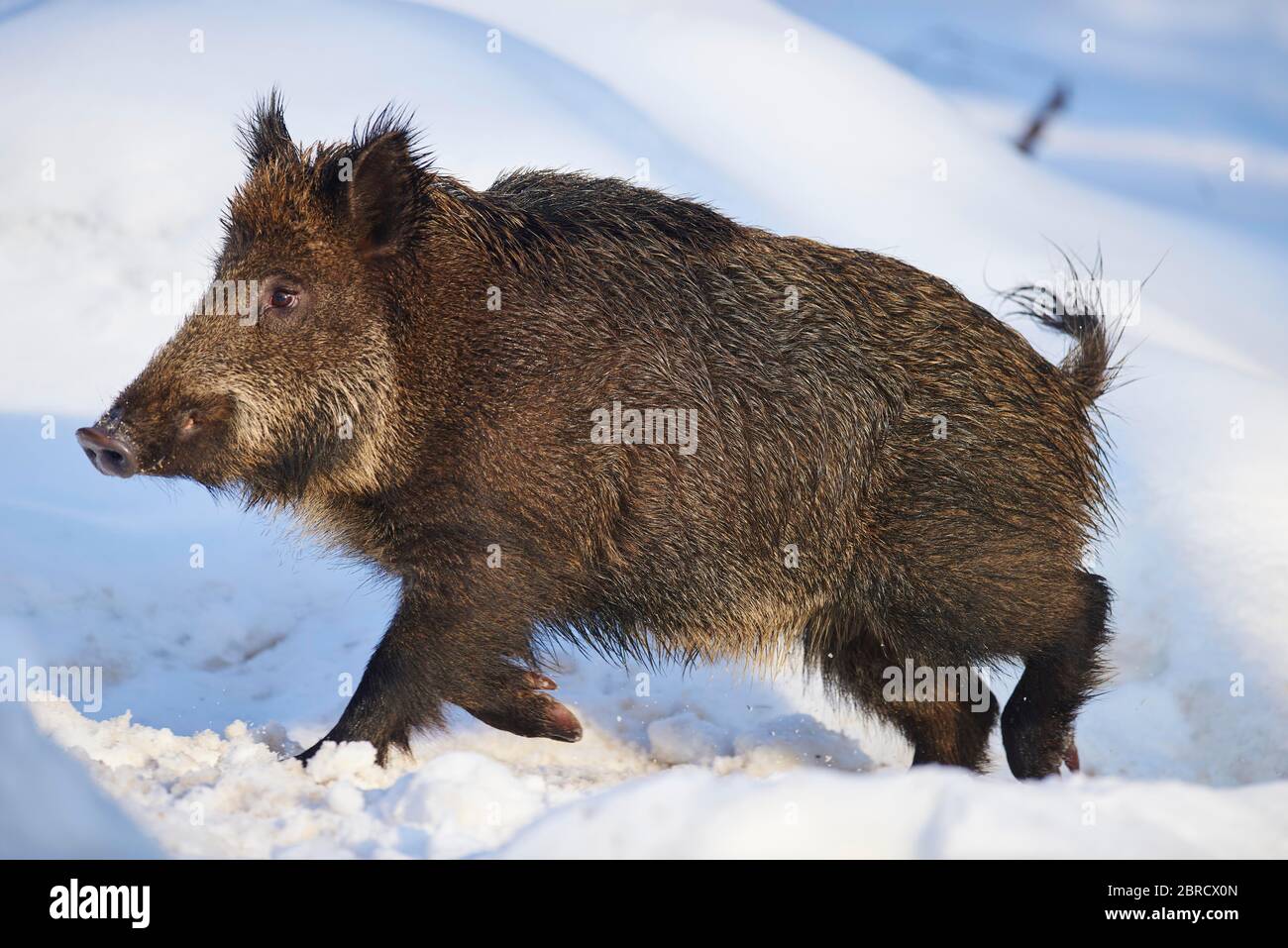 Wild boar (Sus scrofa) running in snow, Bavarian Forest National Park ...
