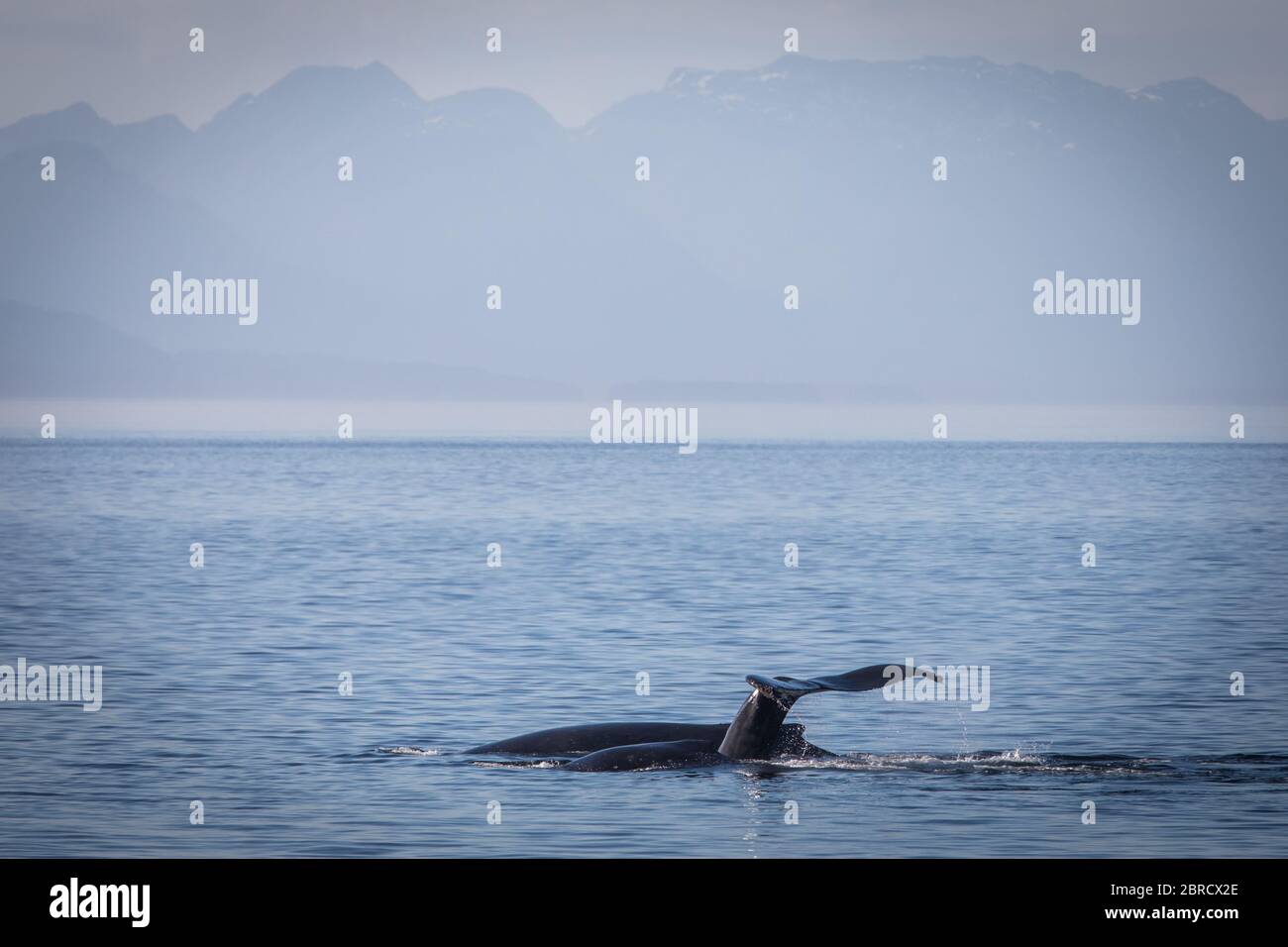 Humpback whale frederick sound calf hi-res stock photography and images ...