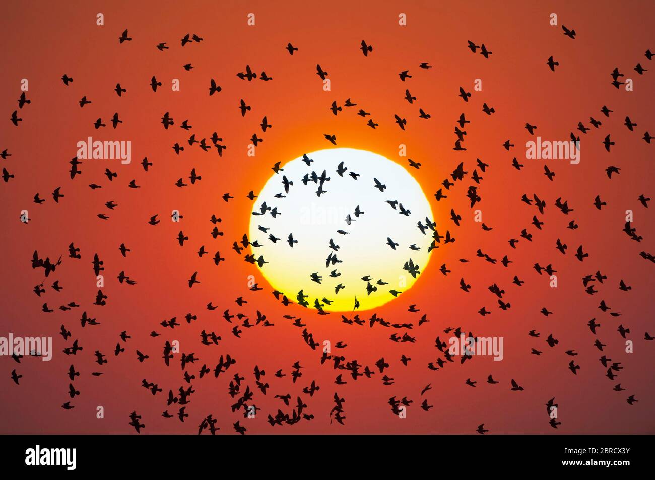 Flying pigeons in front of the sun hi-res stock photography and images ...