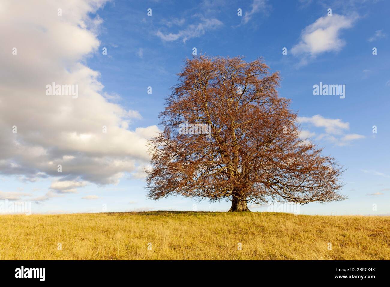 Common beech (Fagus sylvatica), willow beech in autumn, solitary tree ...