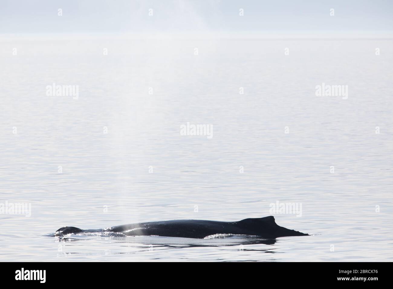 Frederick Sound in the Inside Passage is a popular spot to watch ...