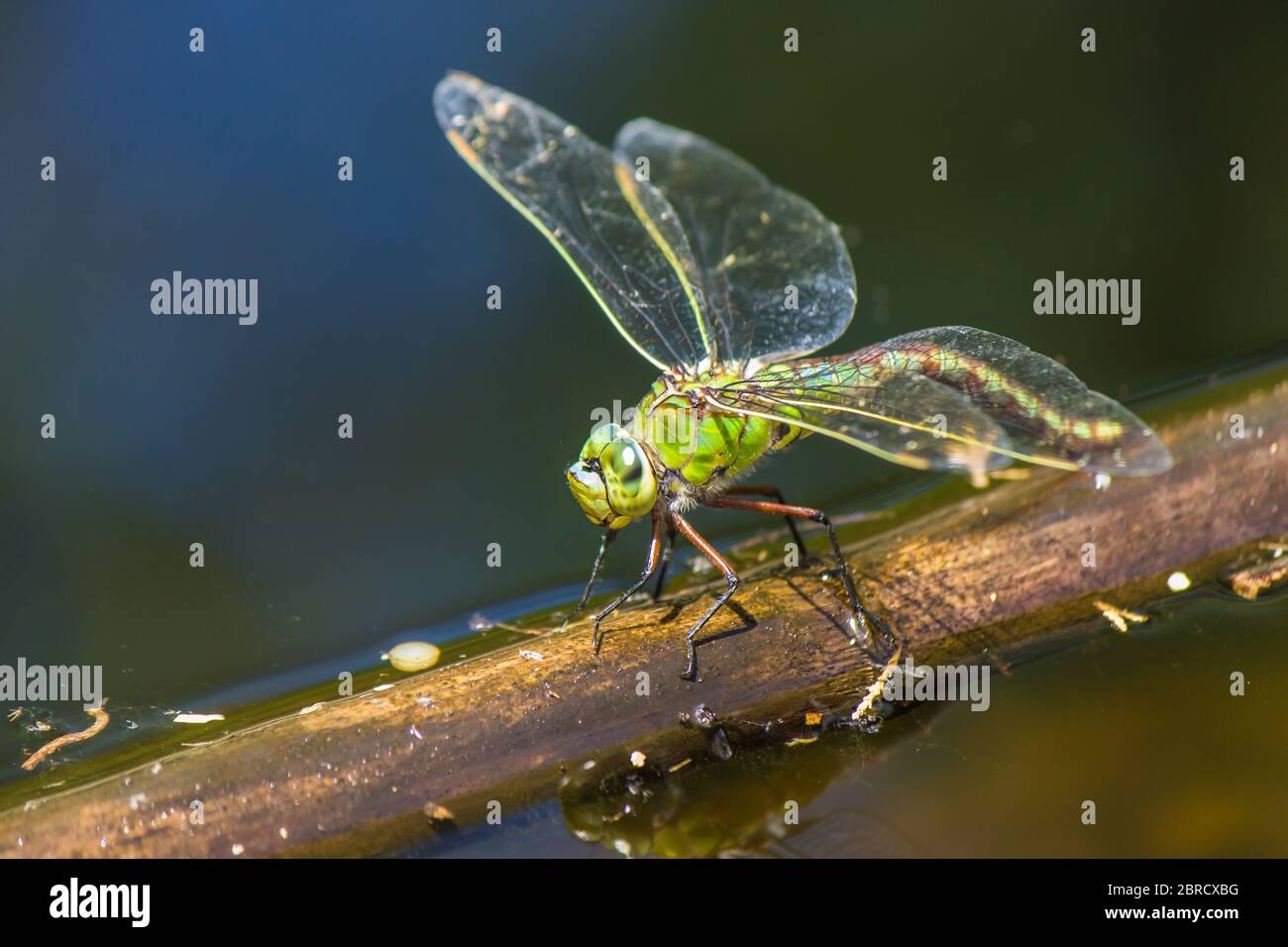 Dragonfly cartoon hi-res stock photography and images - Alamy