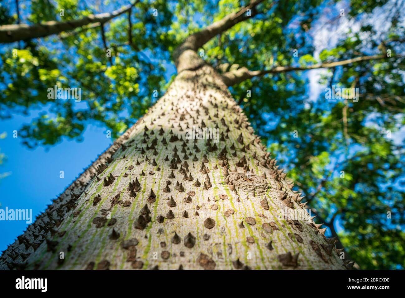 Bottom spine hi-res stock photography and images - Alamy