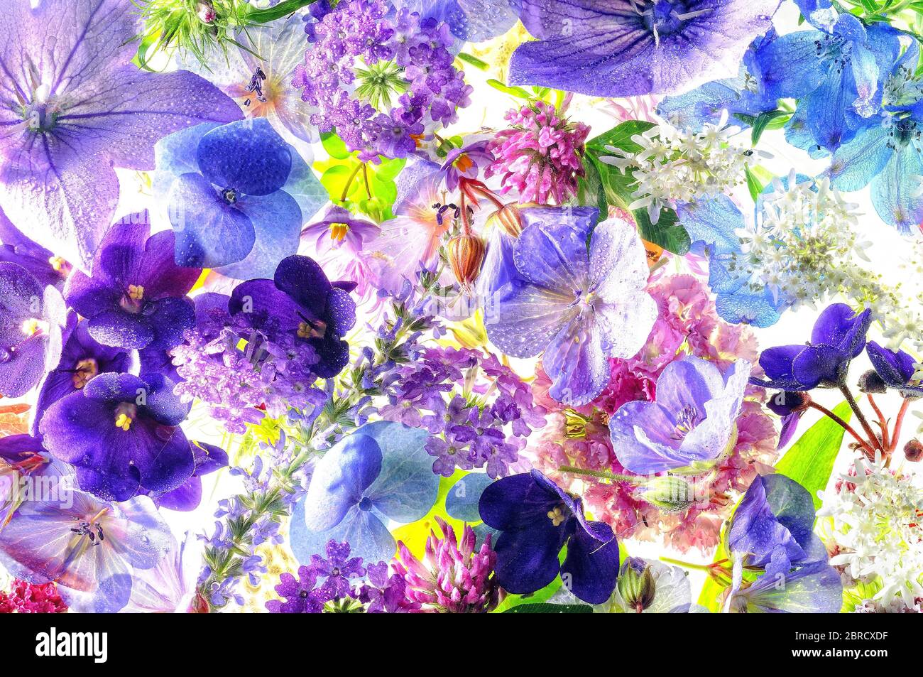 Various flowers of flowers, Germany Stock Photo - Alamy