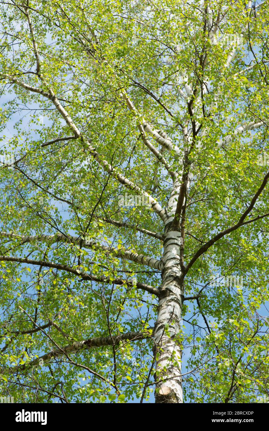 Birch tree low angle view hi-res stock photography and images - Alamy