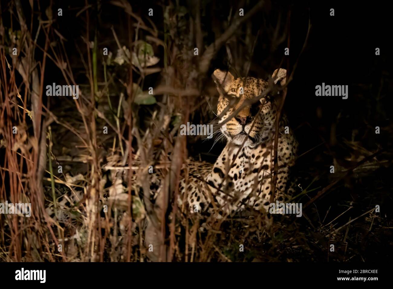 Wild leopard hidden in the bush at night Stock Photo - Alamy