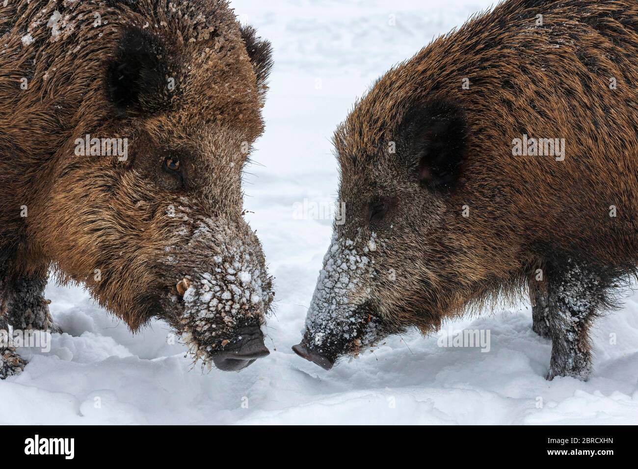 Wild boars (Sus scrofa) in the snow, boar and wild boar sniff each ...