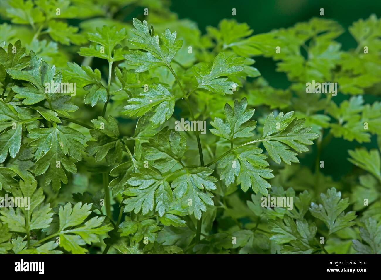 Garden chervil (Anthriscus cerefolium), leaves, herbs, spices, Germany ...