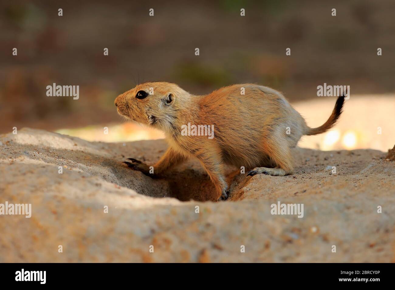 Black-tailed Prairie Dog (Cynomys ludovicianus), young animal under ...