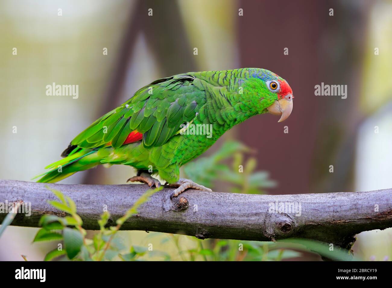 Red crowned amazon parrot hi-res stock photography and images - Alamy