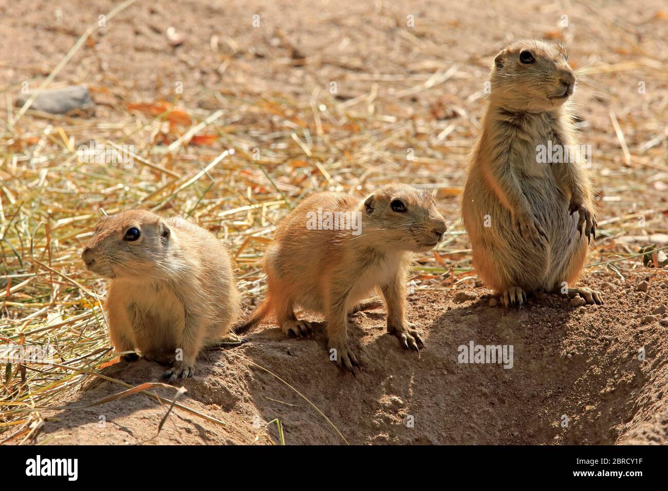 Black-tailed Prairie Dog (Cynomys ludovicianus), three young animals ...