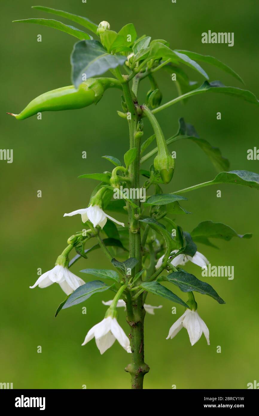 Capsicum annuum on plant hi-res stock photography and images - Alamy
