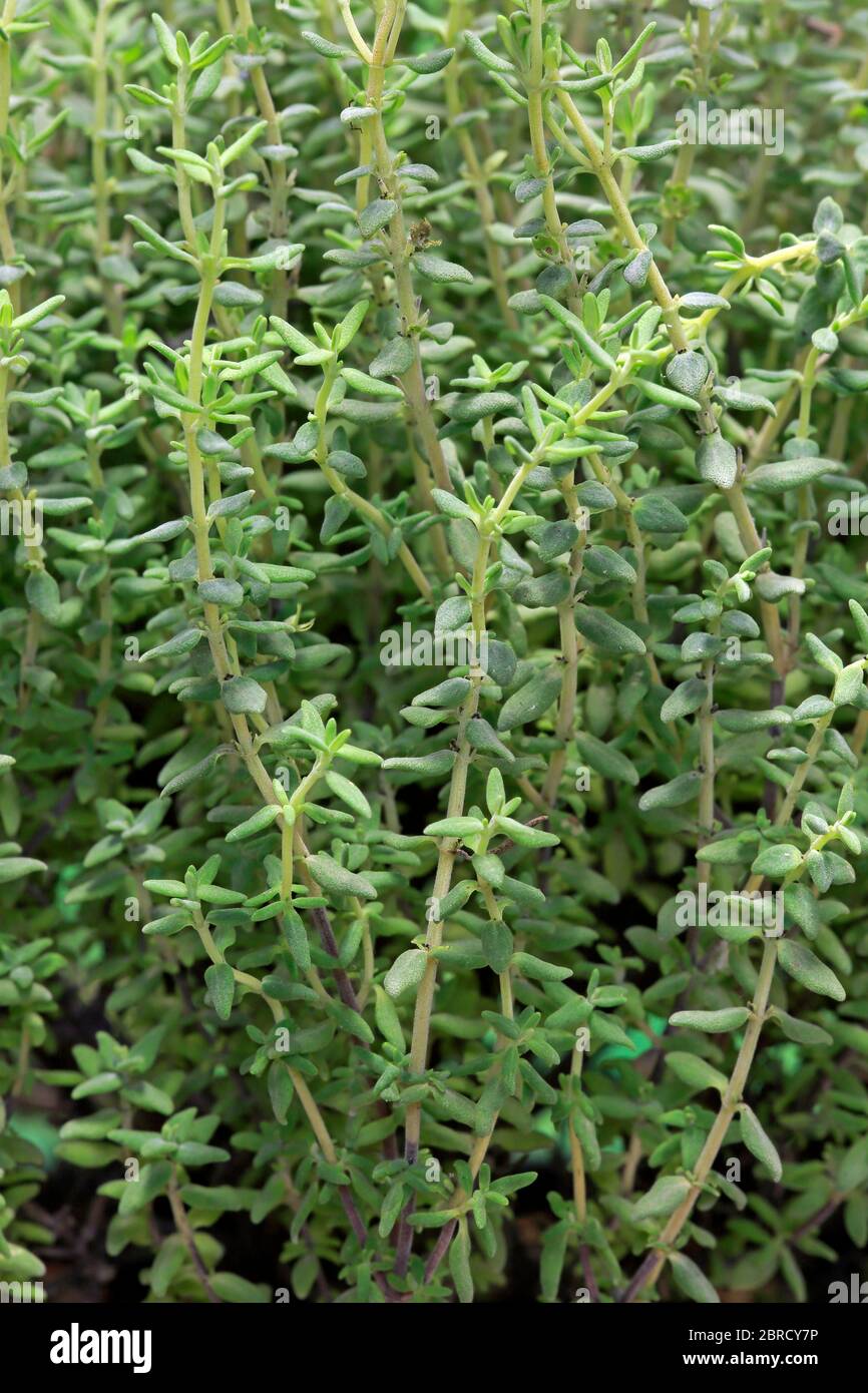 Thyme Spice Plant