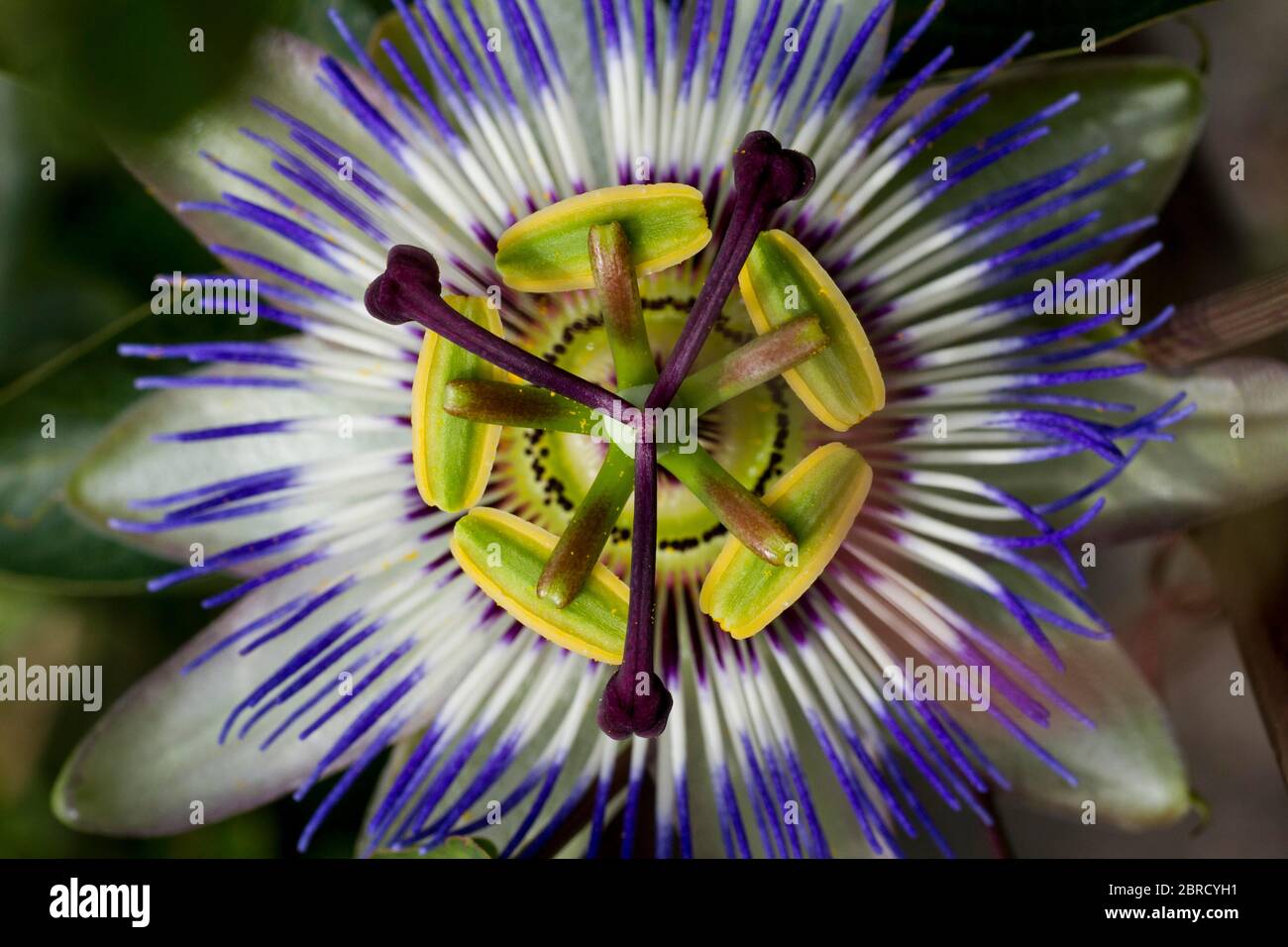 Tripartite hi-res stock photography and images - Alamy