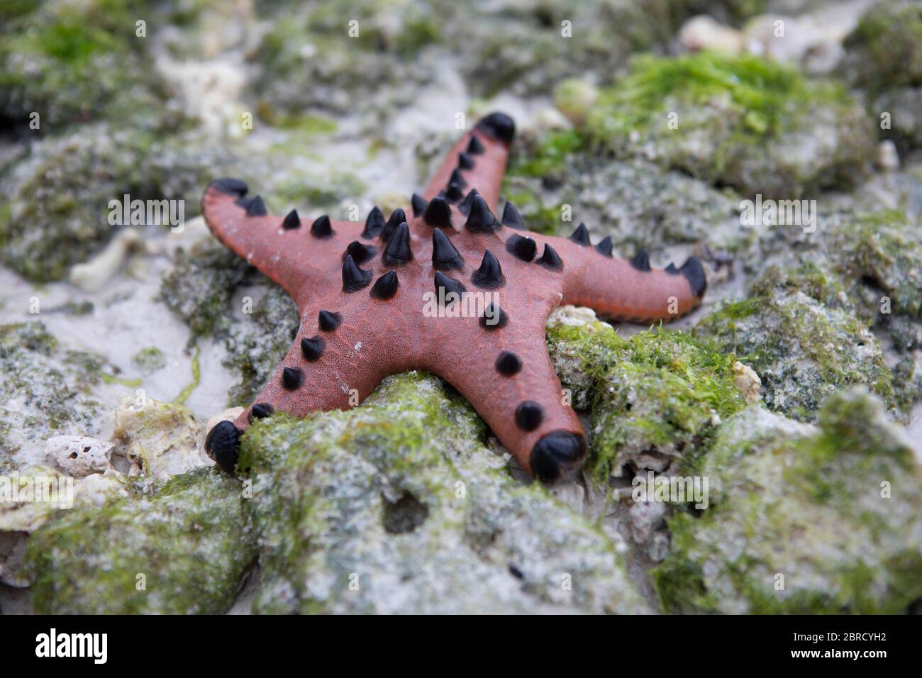 Chocolate Starfish Saltwater