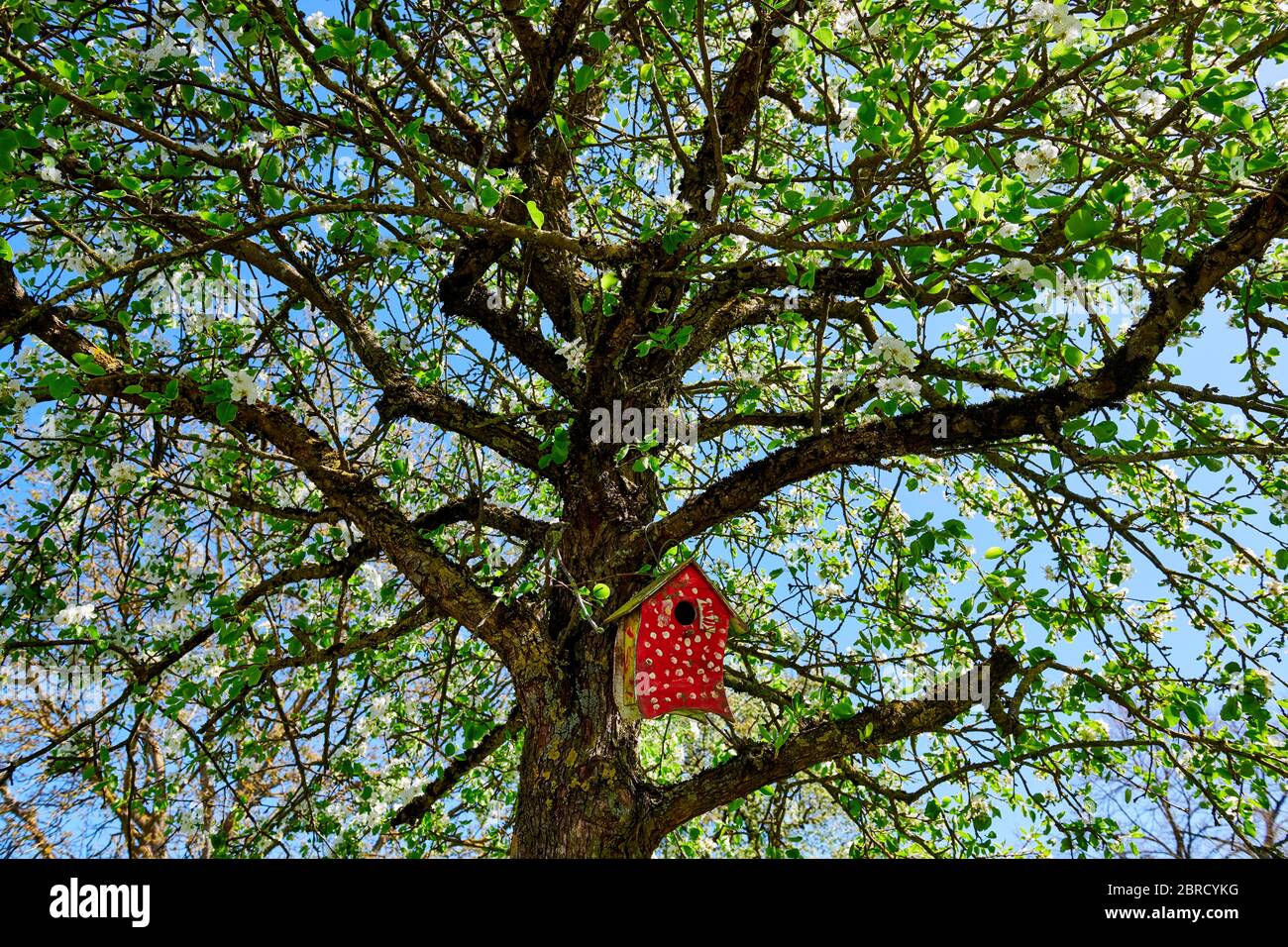 Colourful bird house in a tree, Switzerland Stock Photo - Alamy
