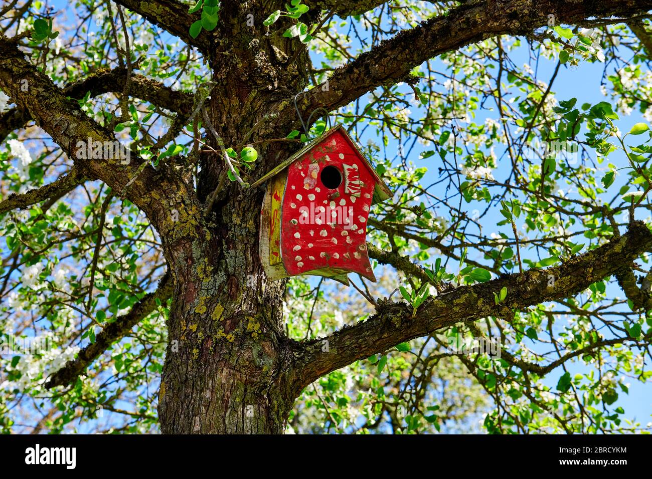 Colourful bird house in a tree, Switzerland Stock Photo - Alamy