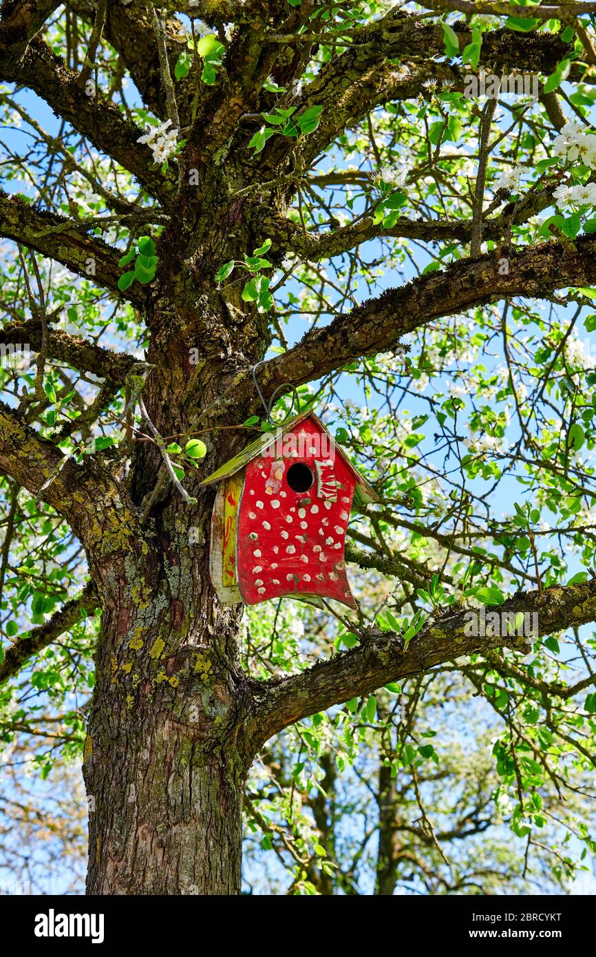Colourful bird house in a tree, Switzerland Stock Photo - Alamy