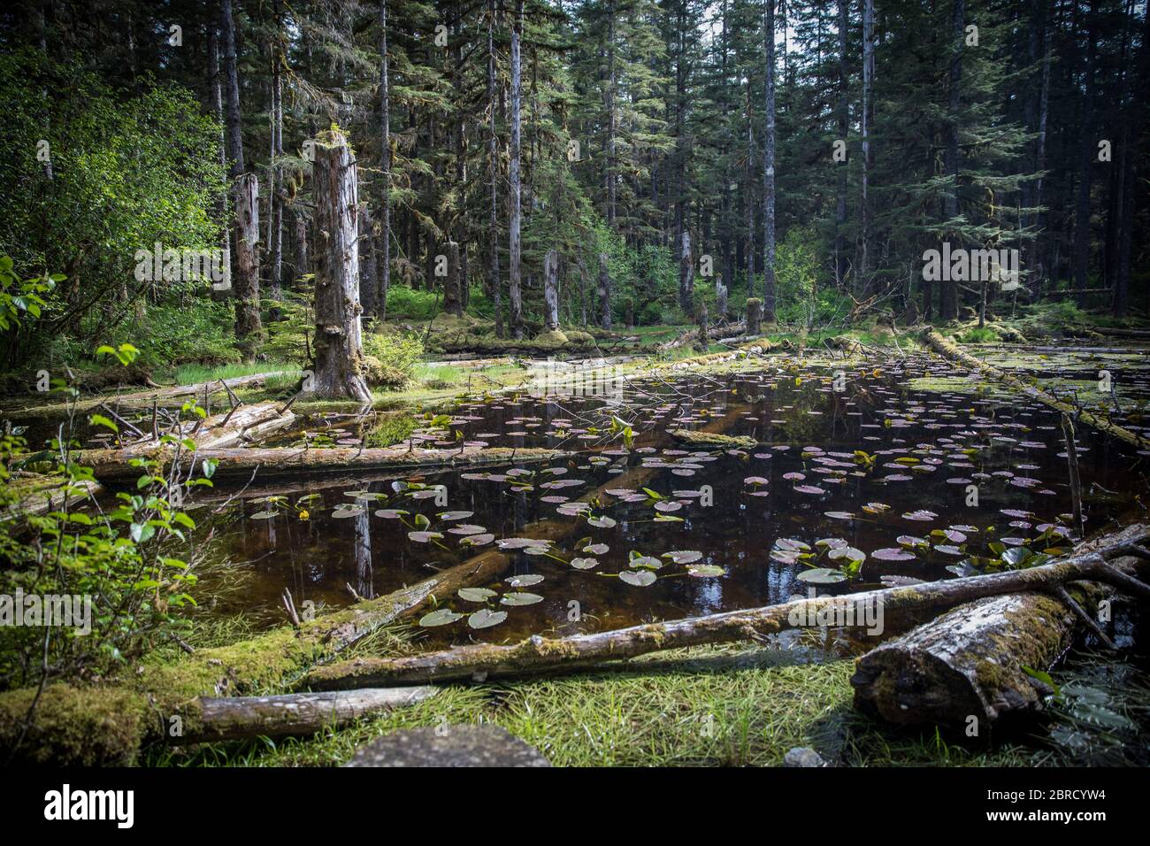 Temperate rainforest trees hi-res stock photography and images - Alamy