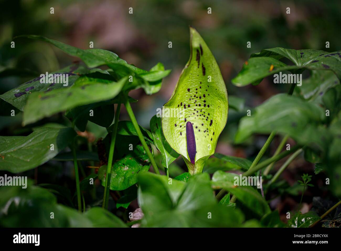 Wild arum (Arum maculatum), Hesse, Germany Stock Photo - Alamy