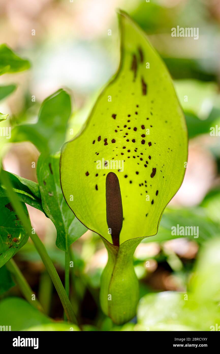 Wild arum (Arum maculatum), Hesse, Germany Stock Photo - Alamy