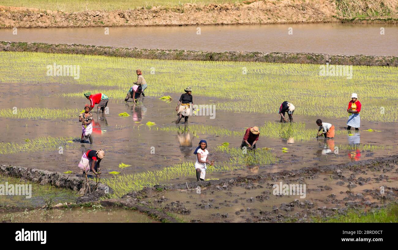 Rice terraces madagascar hi-res stock photography and images - Alamy