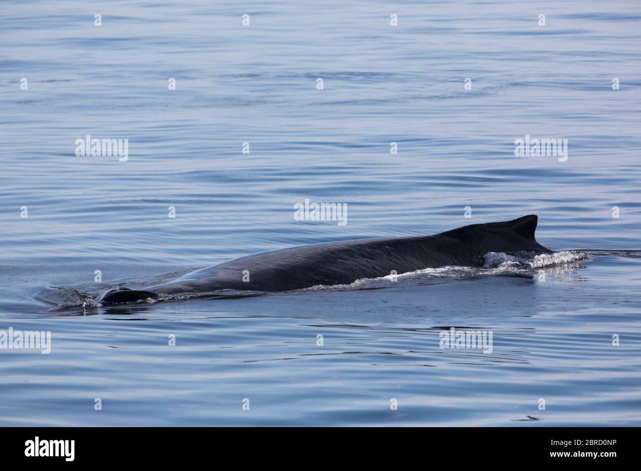 Frederick Sound in the Inside Passage is a popular spot to watch ...