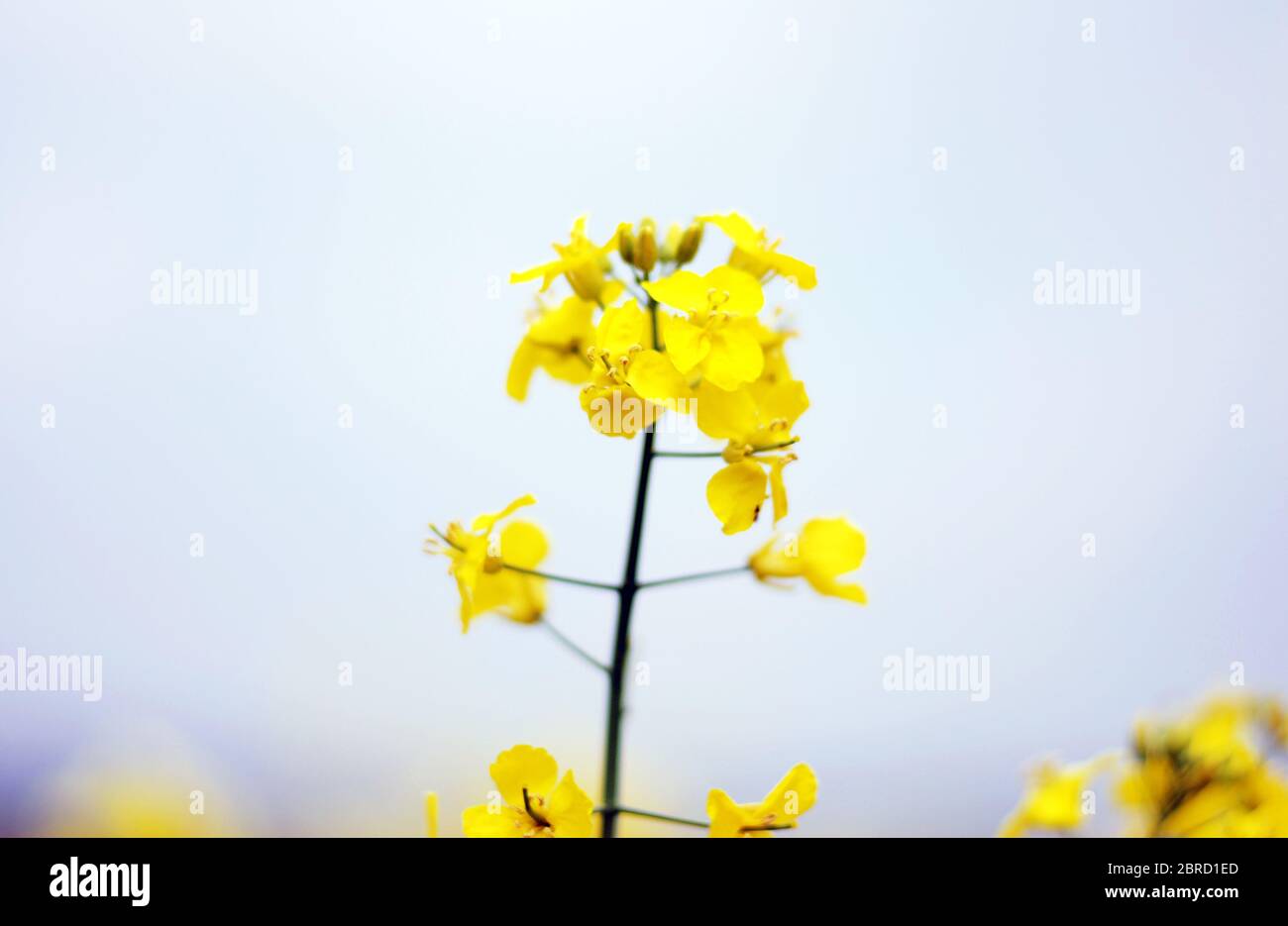 Rapeseed flower blooming detail Stock Photo - Alamy