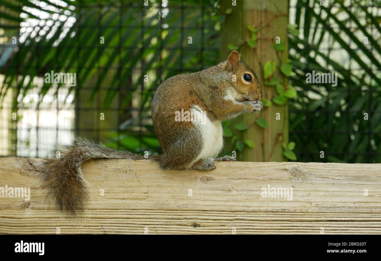 Florida squirrels hi-res stock photography and images - Alamy