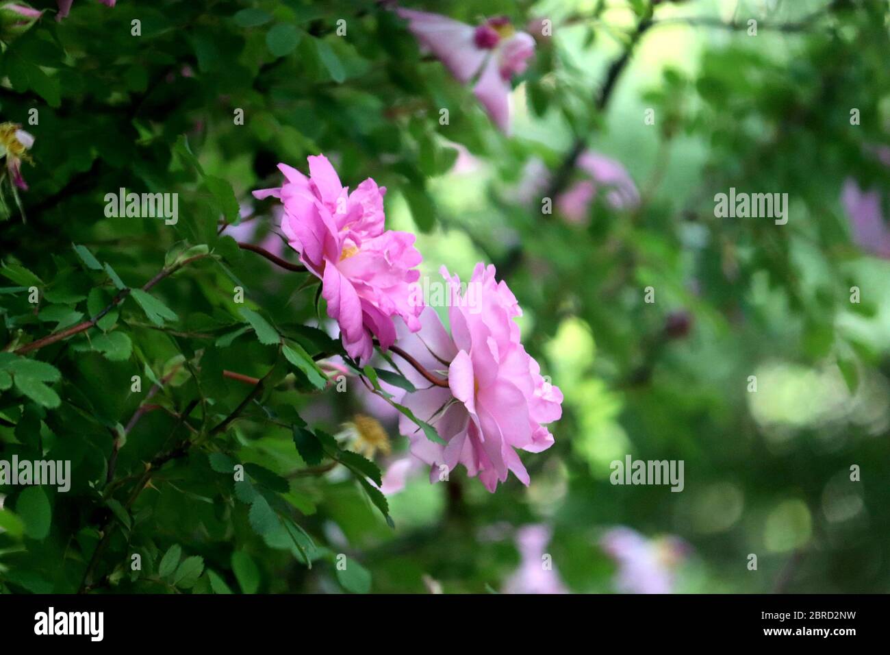 Stems and roots texture hi-res stock photography and images - Alamy
