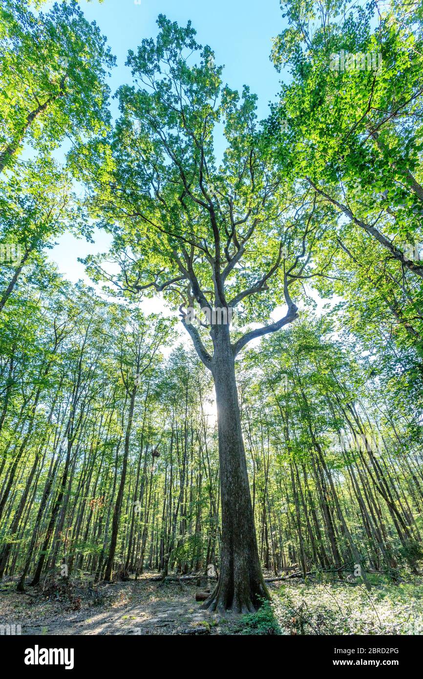 Oak tree forest hi-res stock photography and images - Alamy