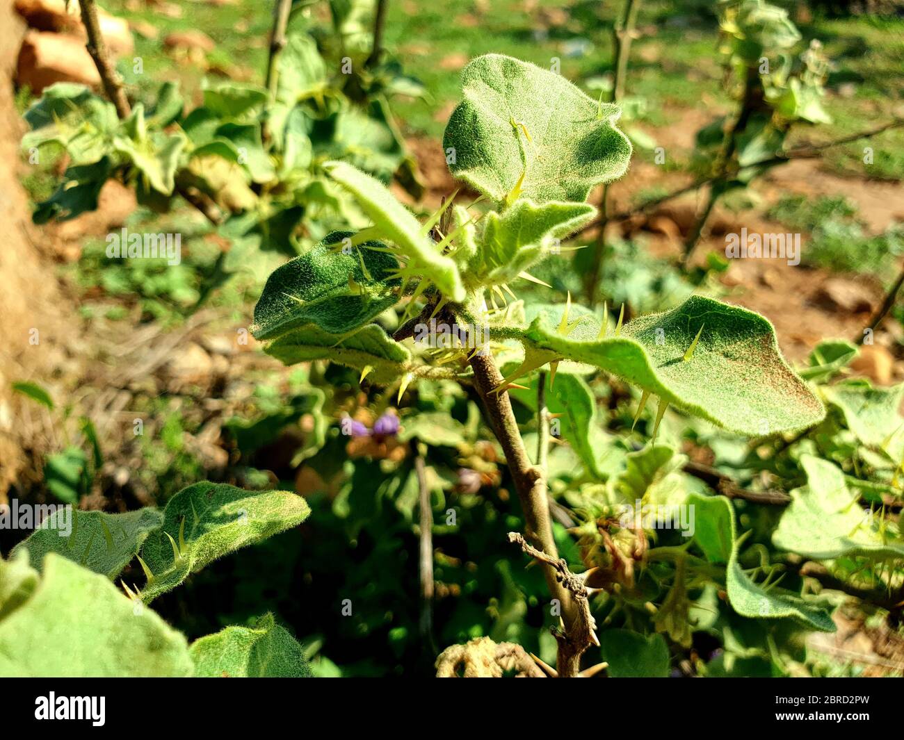 Greenery deserves the number one spot as the most beautiful flower due ...