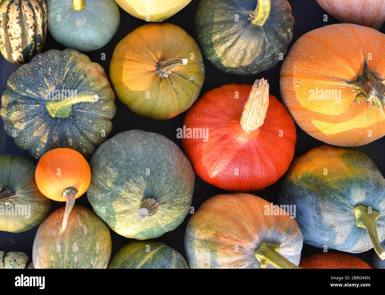 Squash varieties hi-res stock photography and images - Alamy