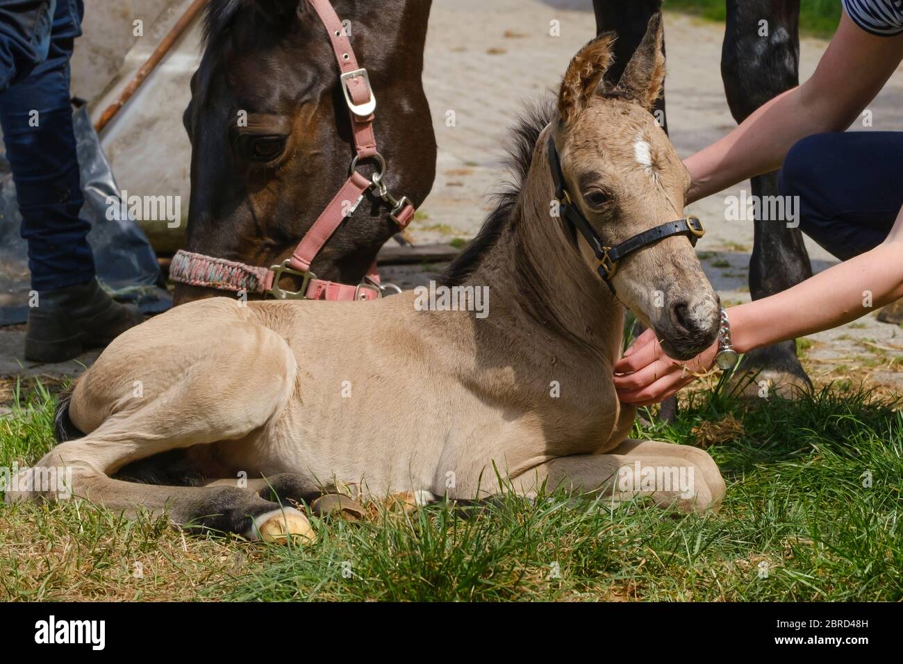 Cute newborn colt lying in grass on a spring day. Mother's head in the ...