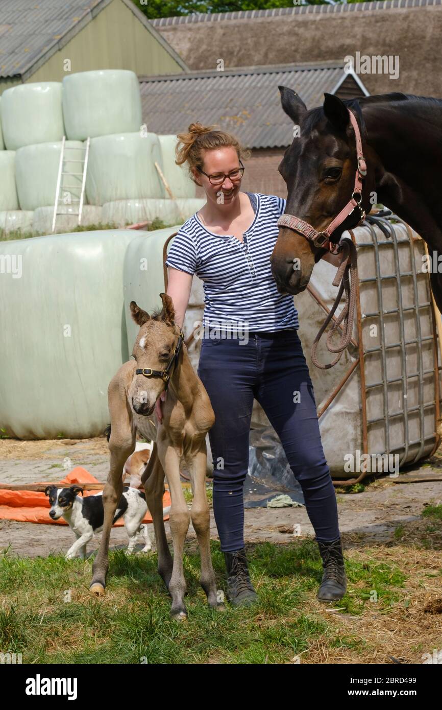 Cute newborn riding horse colt stands next to a woman in the grass. At ...