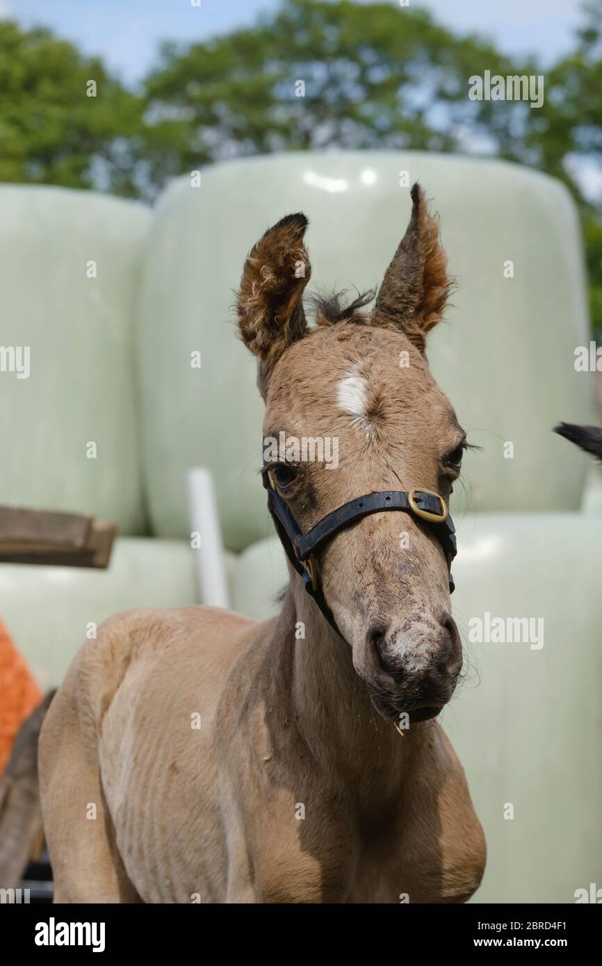 Head of a newborn riding horse colt at the farmyard, part of body ...