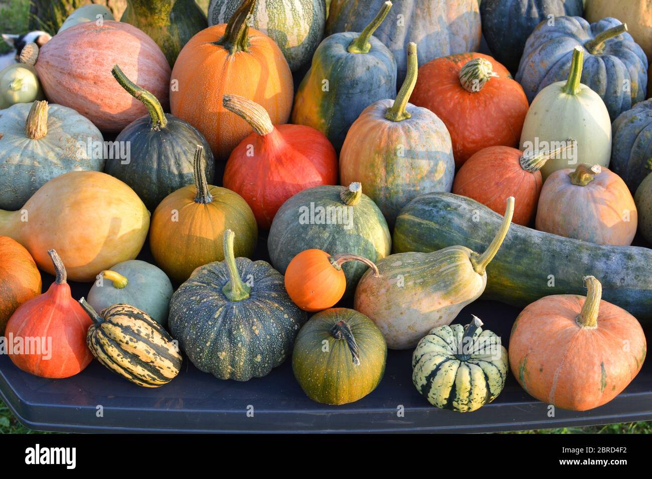 Winter squash varieties hi-res stock photography and images - Alamy