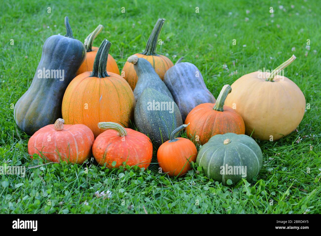 Colorful pumpkins and squash autumn harvest. Different varieties Stock ...