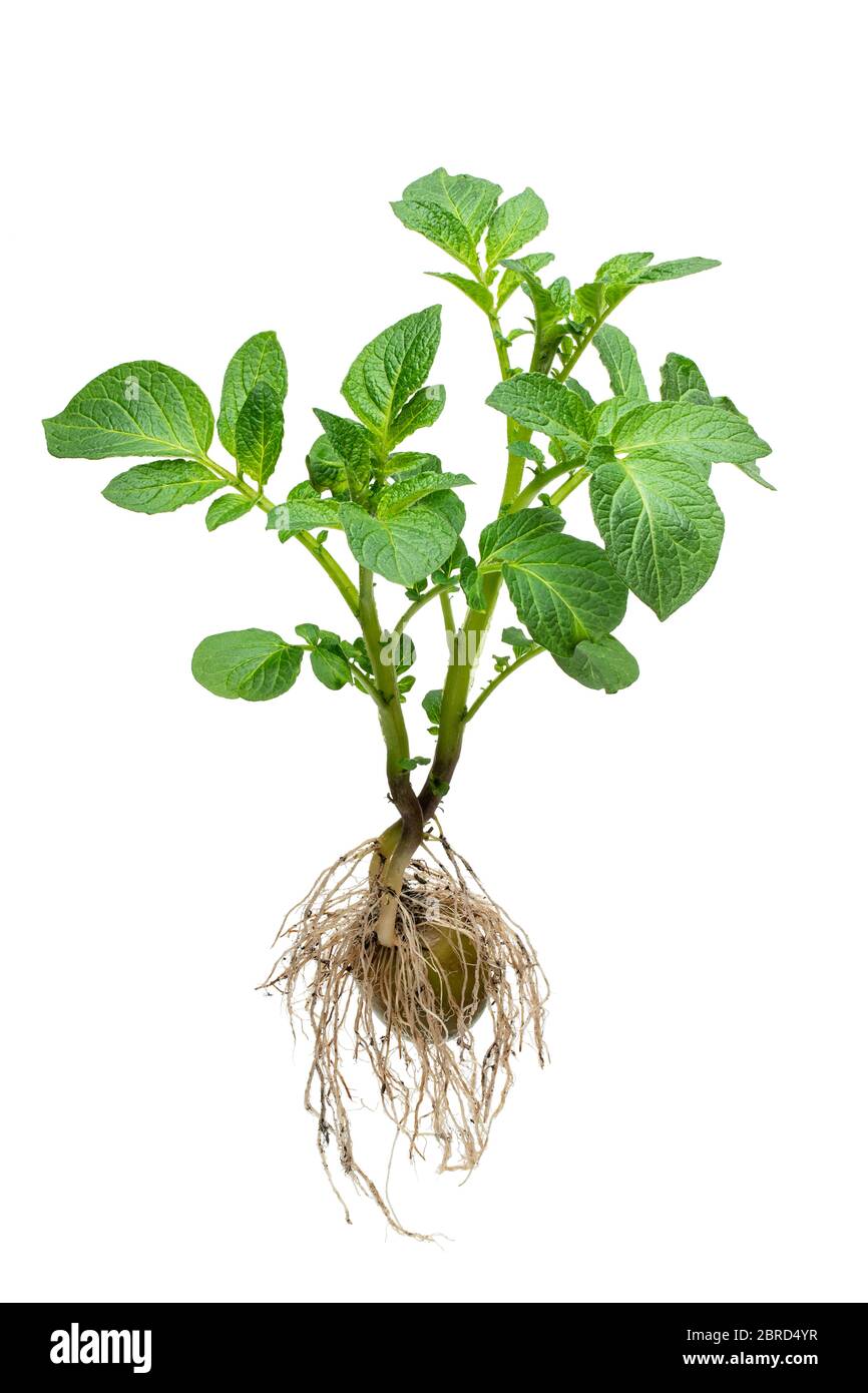 Potato roots Cut Out Stock Images & Pictures - Alamy